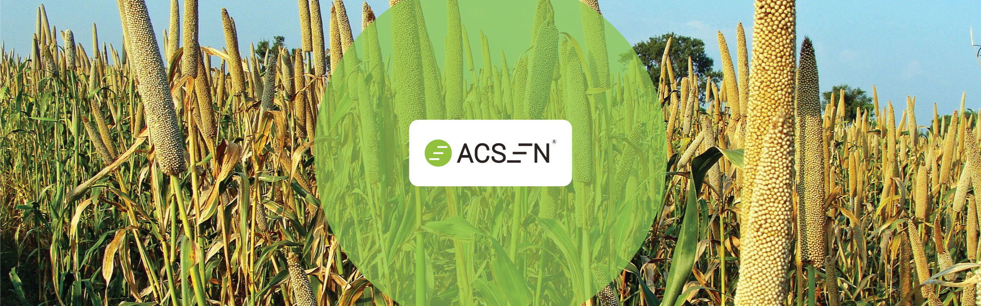 Pearl Millet - ACSEN Agriscience