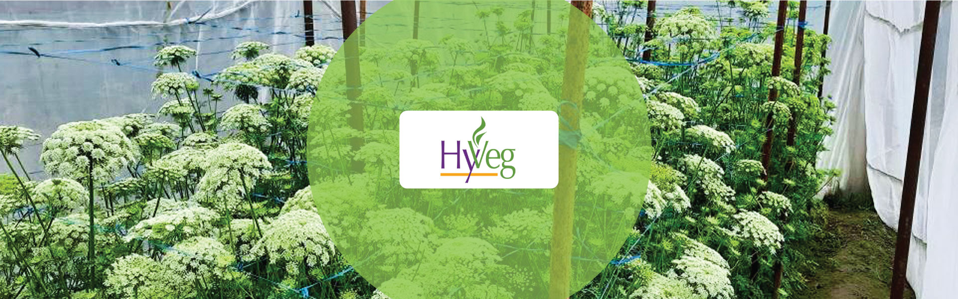 Onion - ACSEN HyVeg