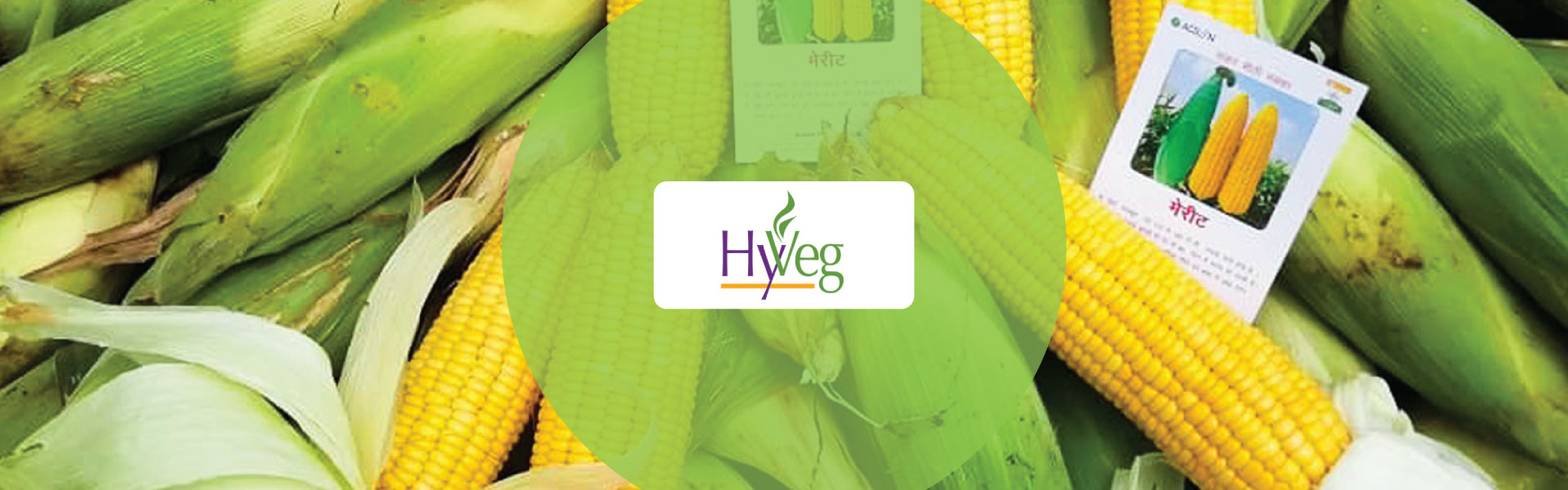 Sweet Corn - ACSEN Agriscience