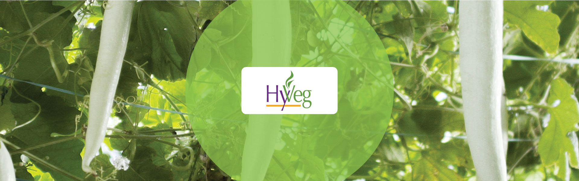 Sponge Gourd - ACSEN HyVeg